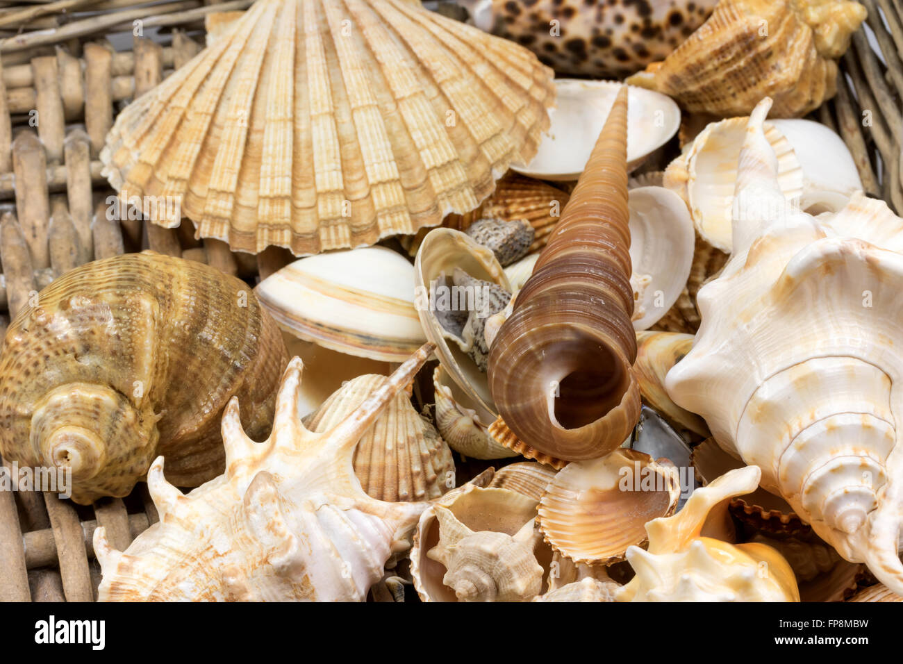 Closeup view of the different kinds of seashells lying in the retro ...