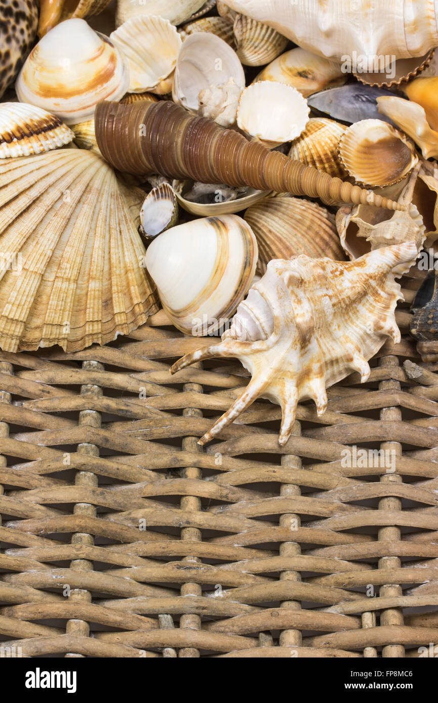 Different kinds of seashells are lying in the upper side of old wicker ...