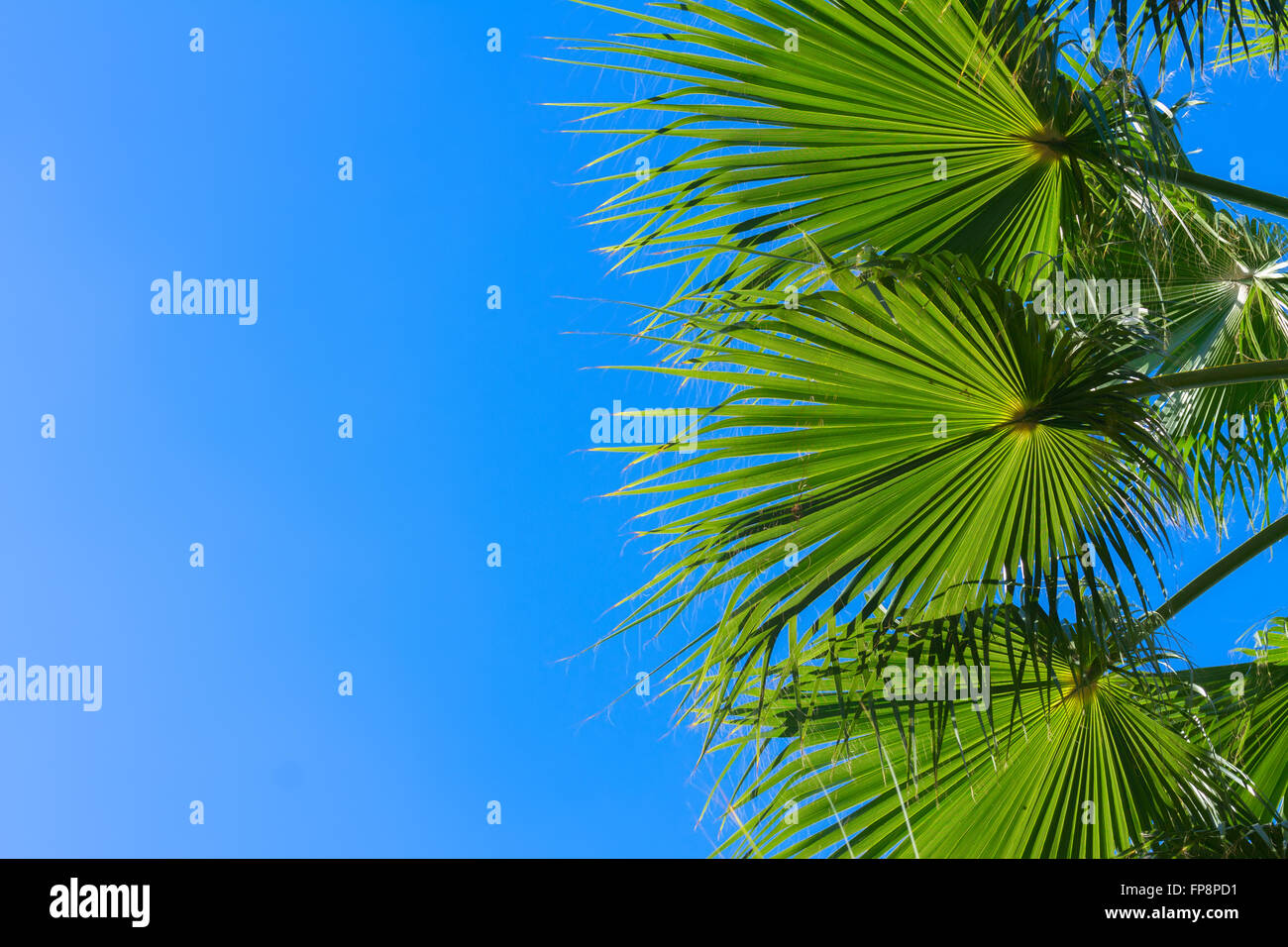 palm tree on blue Stock Photo - Alamy