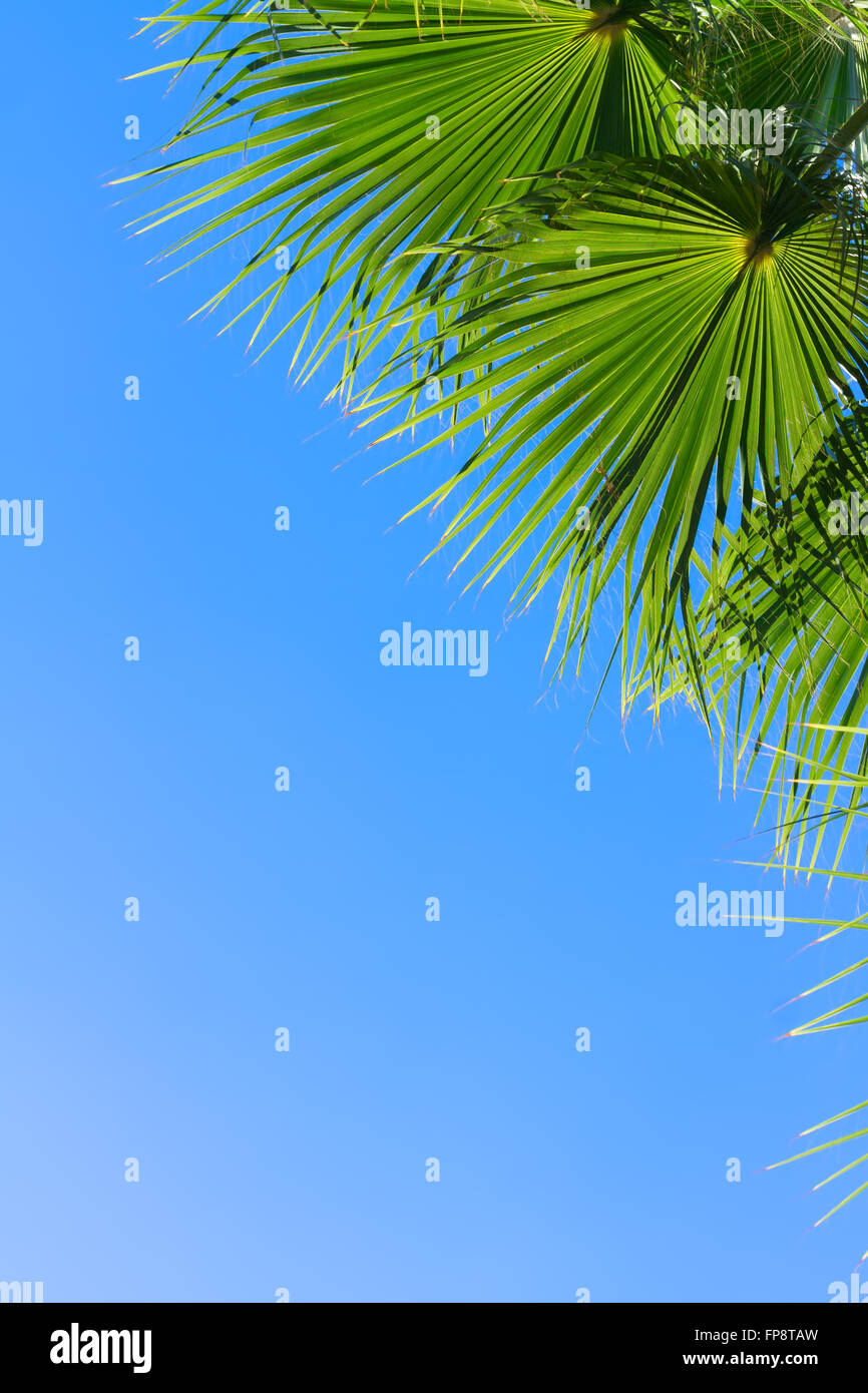 palm tree on blue Stock Photo - Alamy