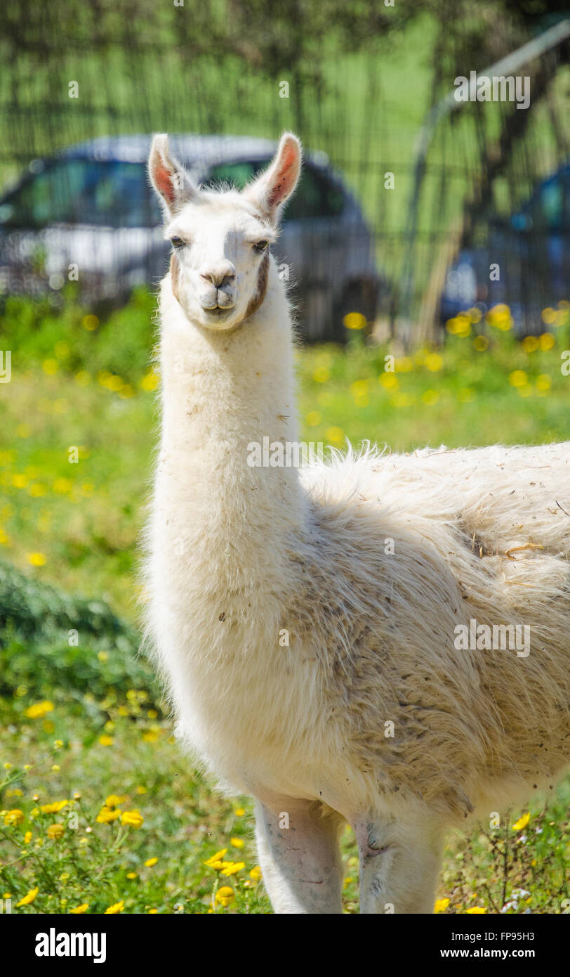 Llama lama in the zoo outdoors Stock Photo - Alamy