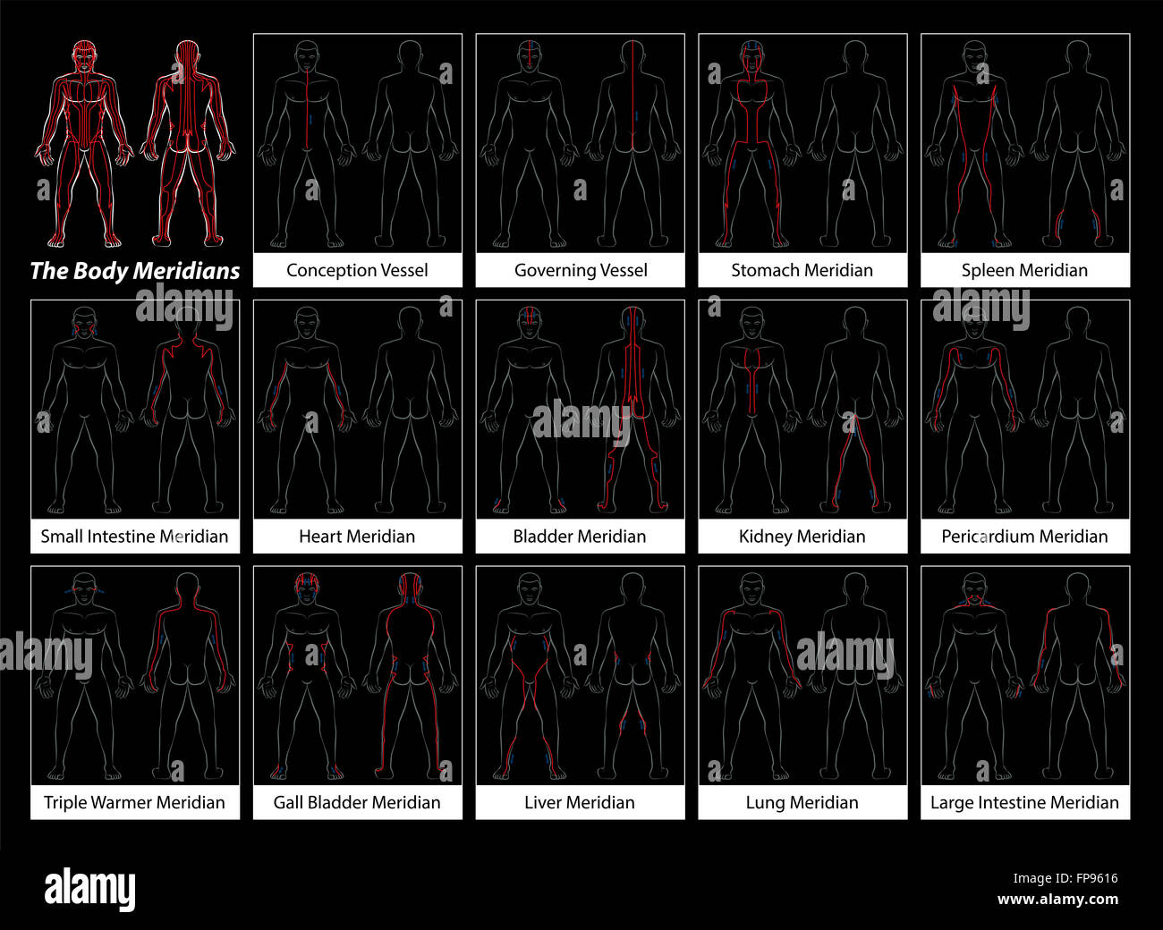 Human body organs diagram High Resolution Stock Photography and Images - Alamy