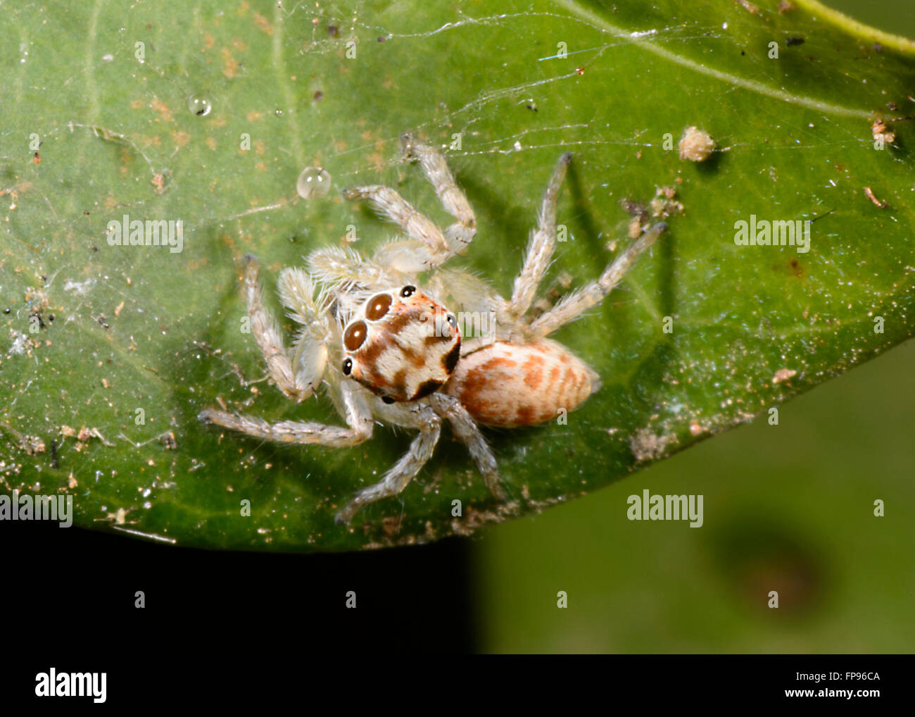 Jumping Spider (Cytaea plumbeiventris), Salticidae, Northern Territory ...