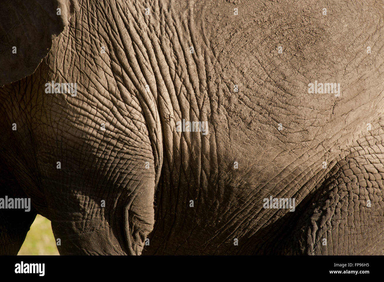 Particular close-up of the skin of an elephant Stock Photo - Alamy