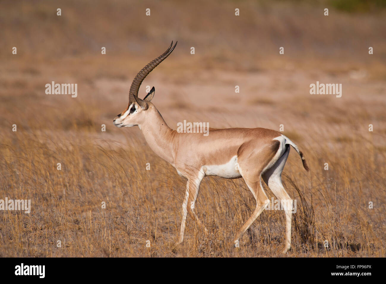 Gazelle amboseli kenya africa hi-res stock photography and images - Alamy