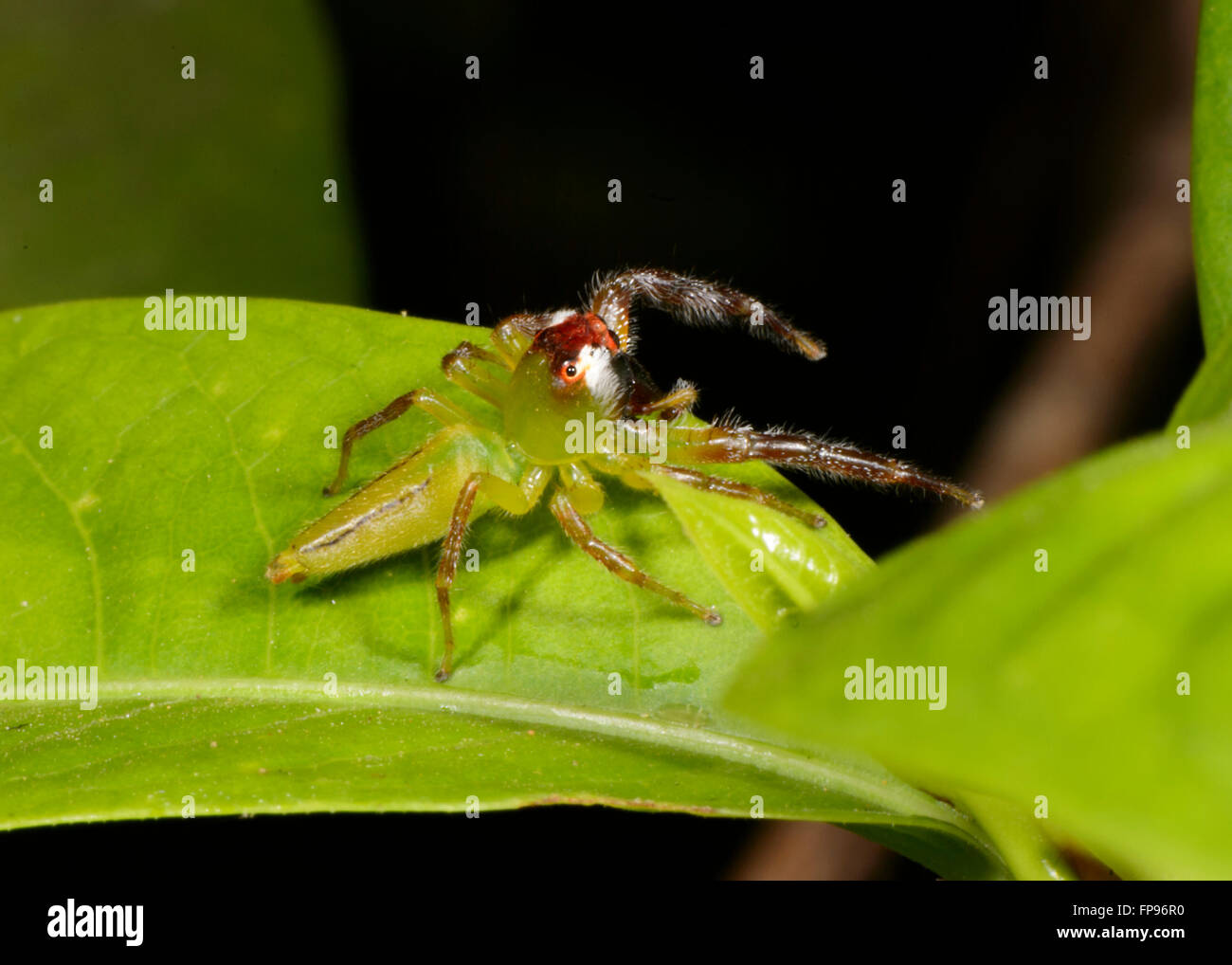Male Northern Green Jumping Spider (Mopsus mormon), Mary River ...