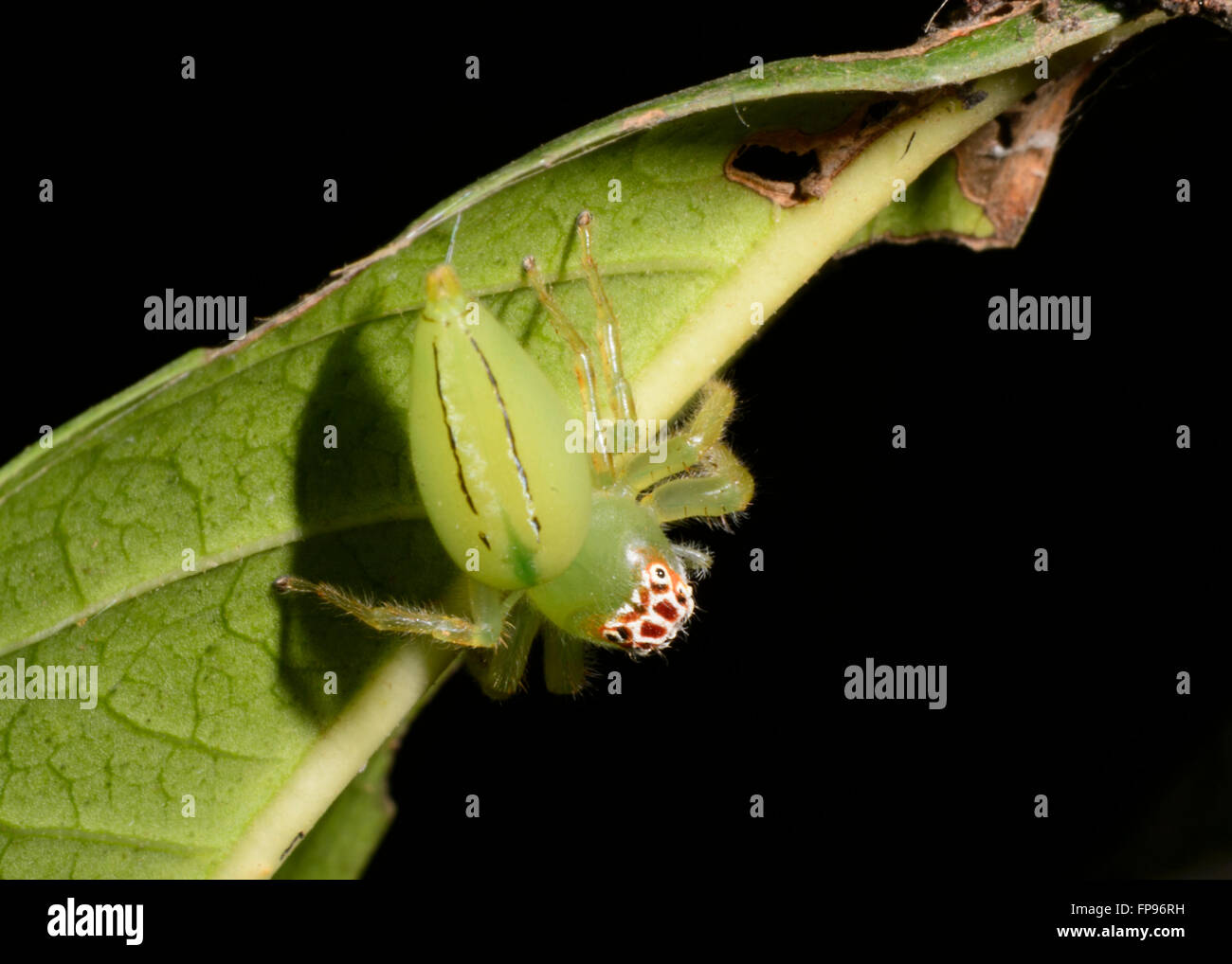 Female Northern Green Jumping Spider (Mopsus mormon), Northern ...