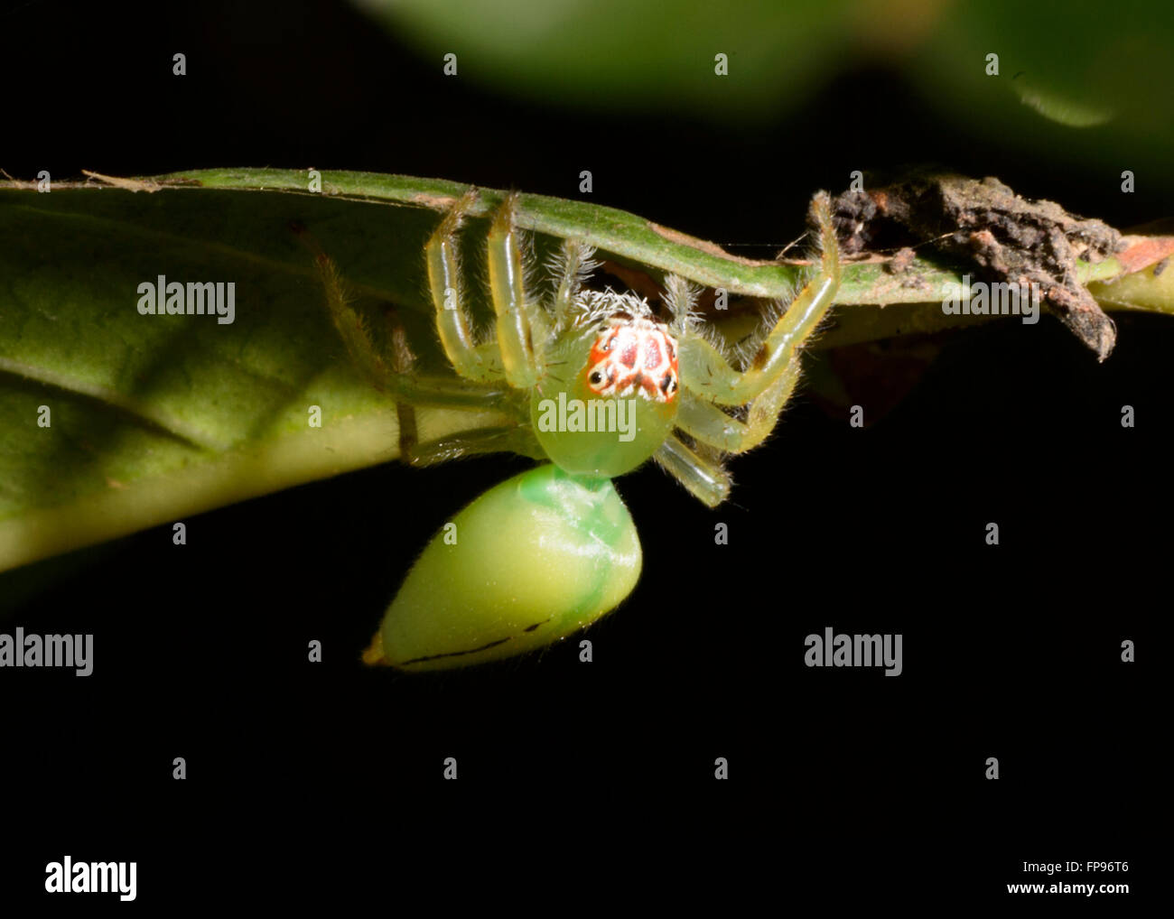 Female Northern Green Jumping Spider (Mopsus mormon), Northern ...