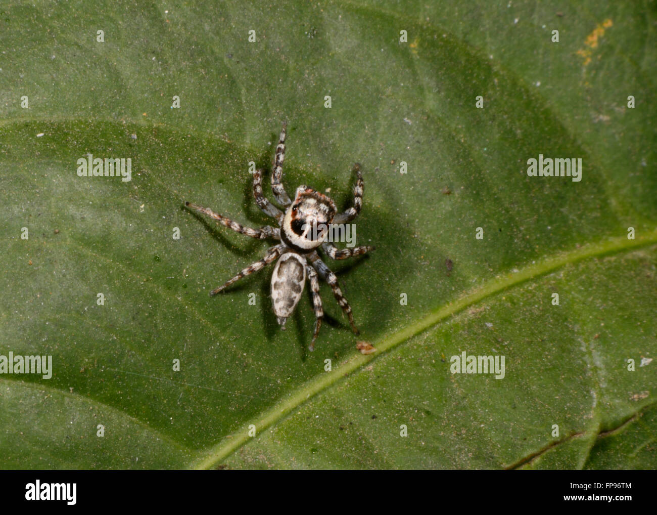 Jumping Spider (Cytaea sp.), Salticidae, Mary River Wilderness Park ...