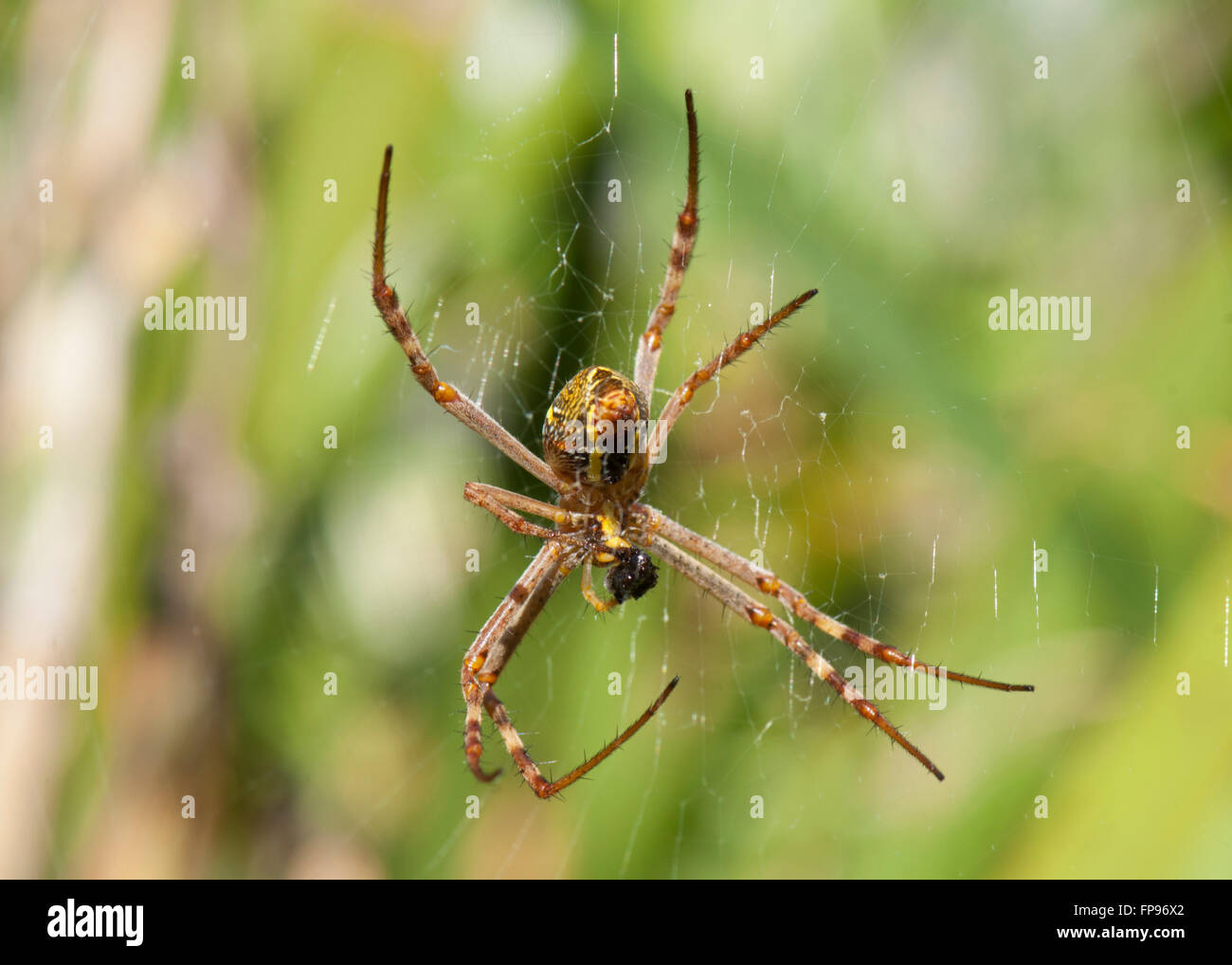 St Andrew's Cross Spider (Argiope keyserlingi) with Prey, Windang, New ...