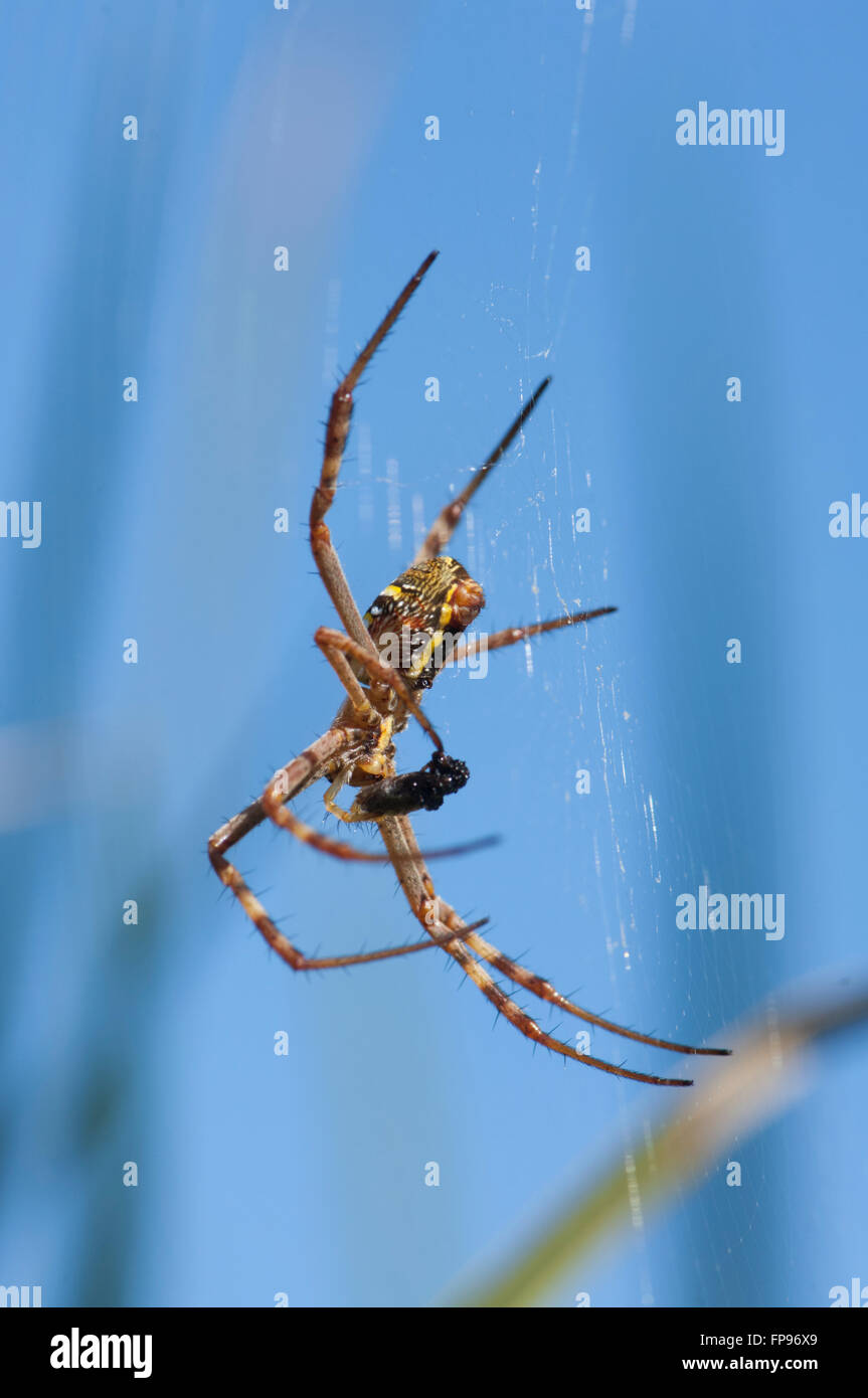 St Andrew's Cross Spider (Argiope keyserlingi) with Prey, New South ...