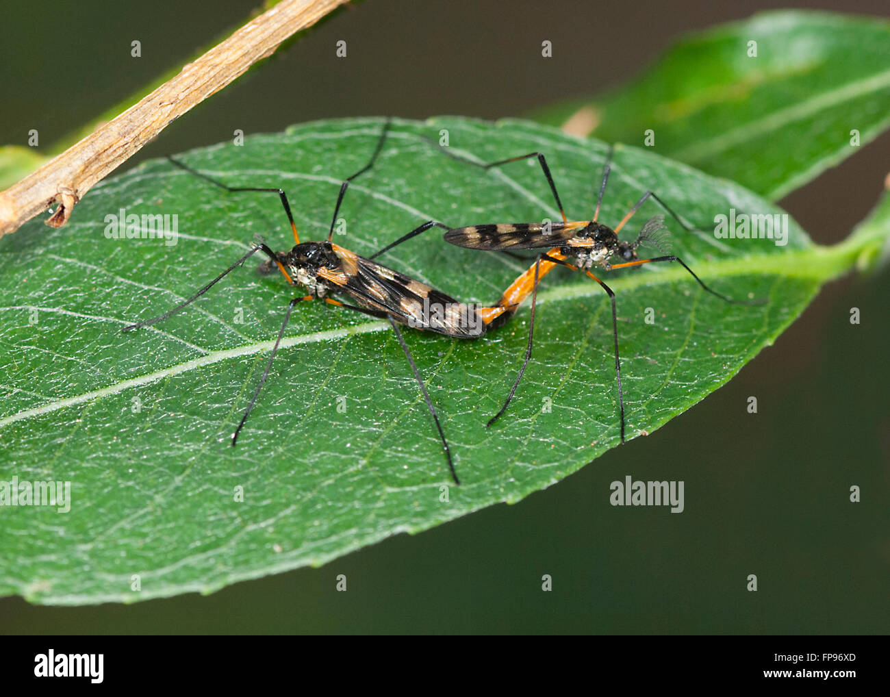 Crane flies hi-res stock photography and images - Alamy