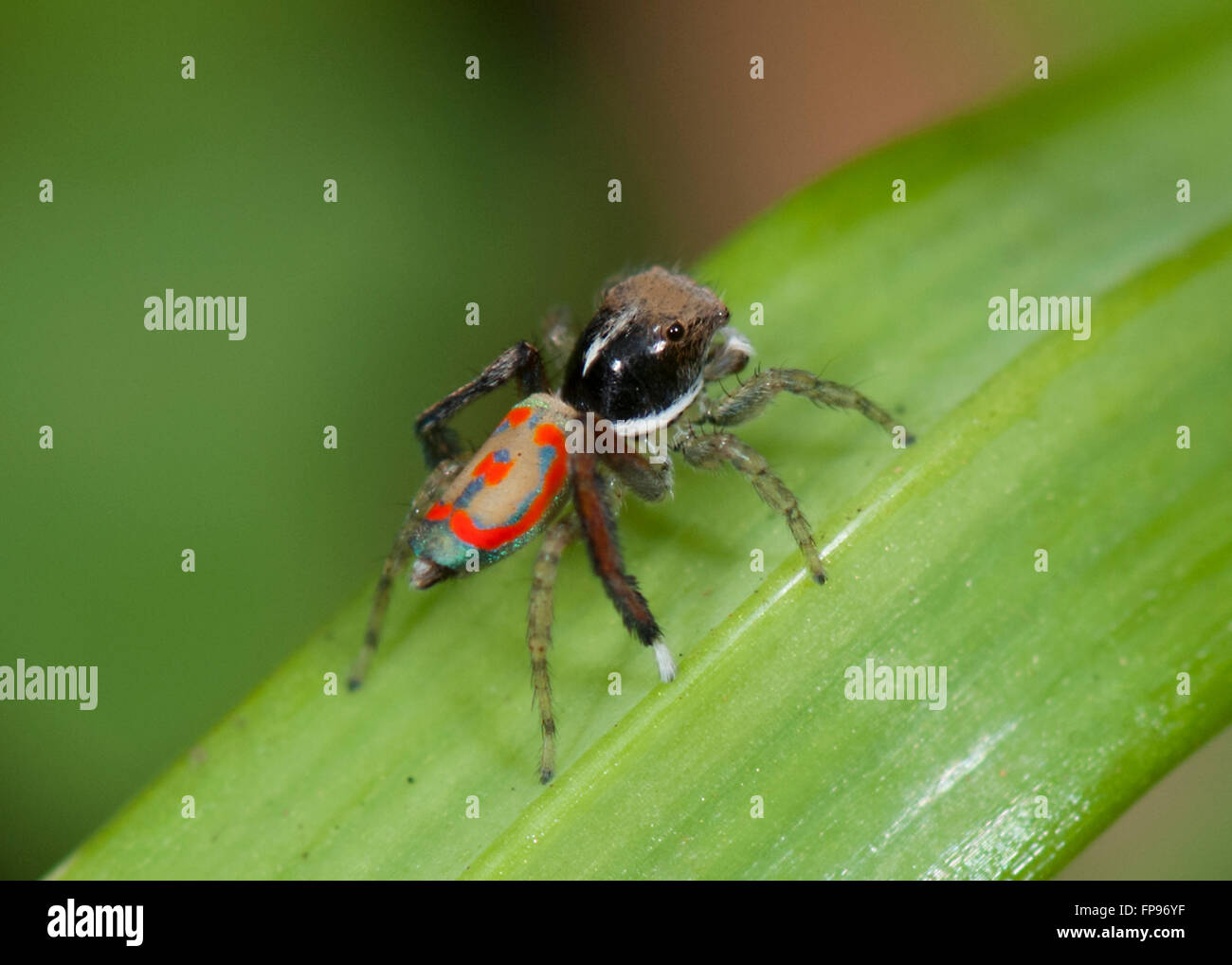 Peacock Spider (Maratus pavonis), Pemberton, Western Australia ...