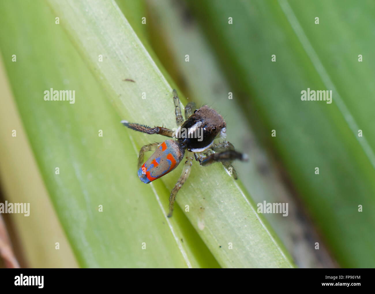 Peacock Spider (Maratus pavonis), Pemberton, Western Australia ...