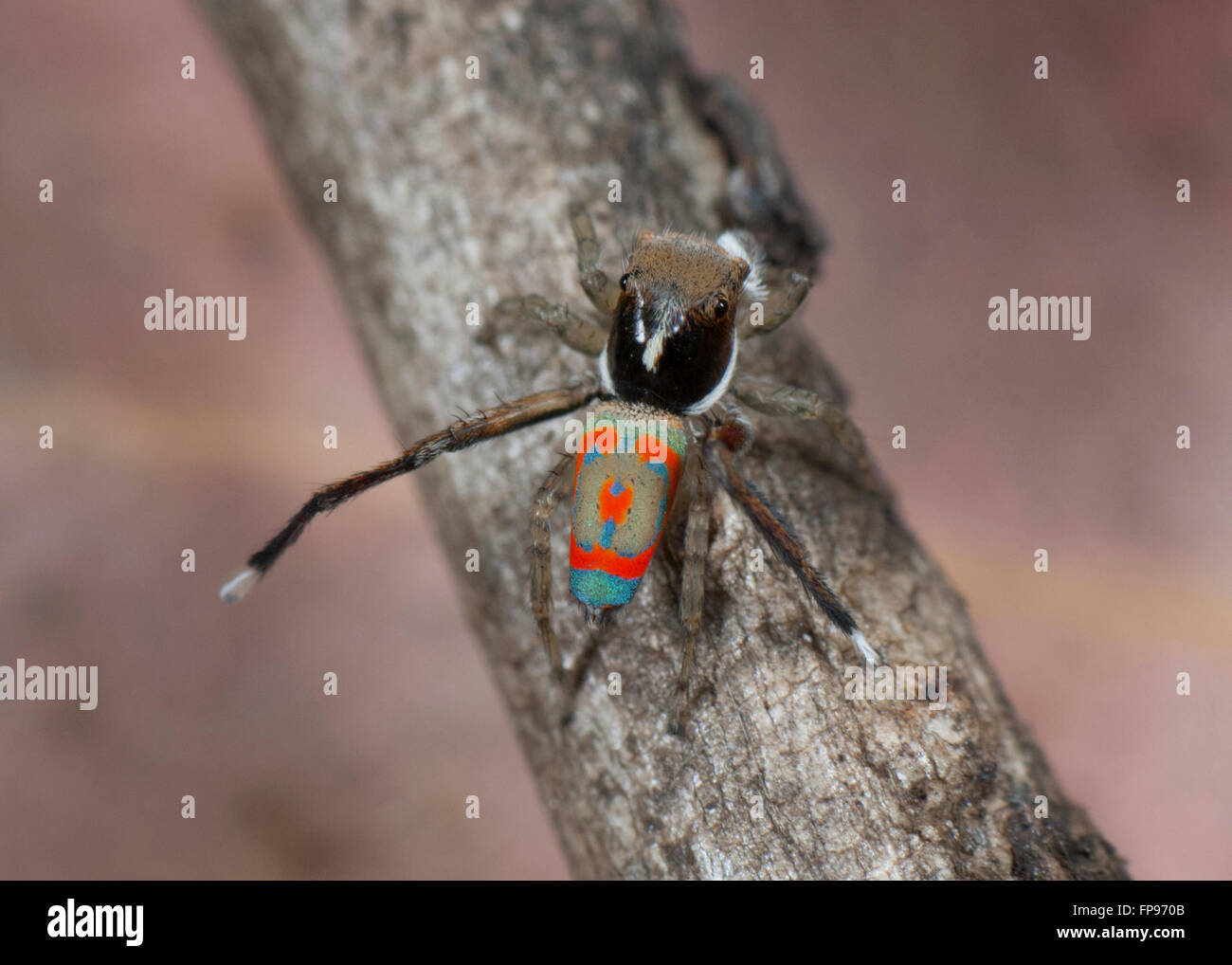 Australian peacock spiders hi-res stock photography and images - Alamy
