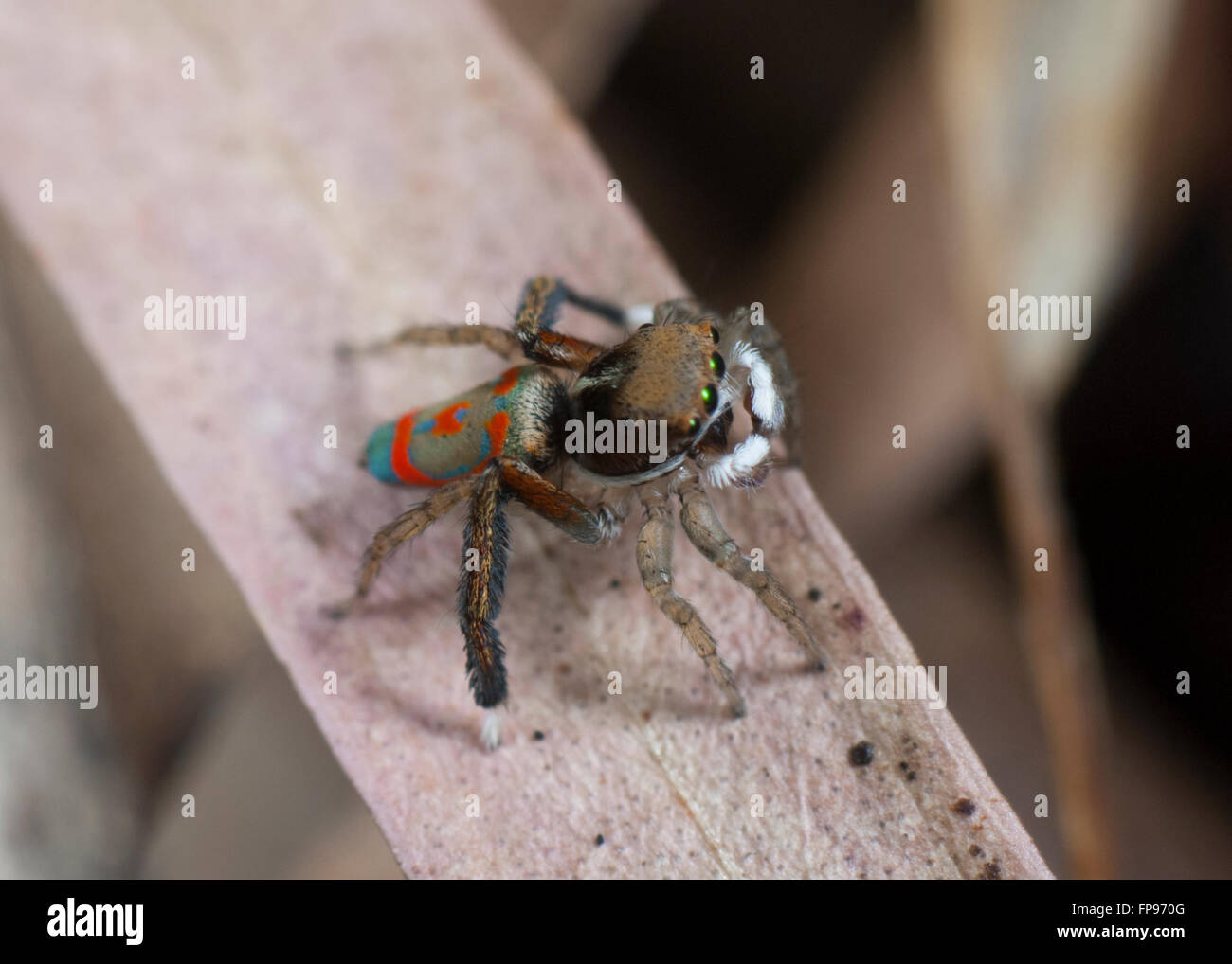 Peacock Spider (Maratus pavonis), Pemberton, Western Australia ...