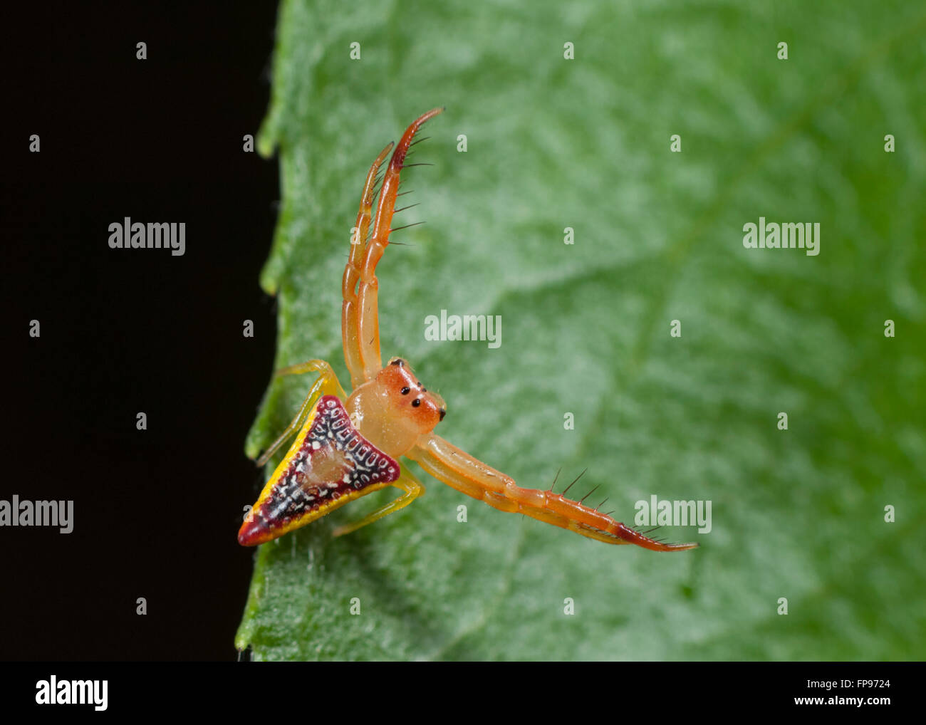 Triangular Spider (Arkys walckenaeri), Pemberton, Western Australia ...