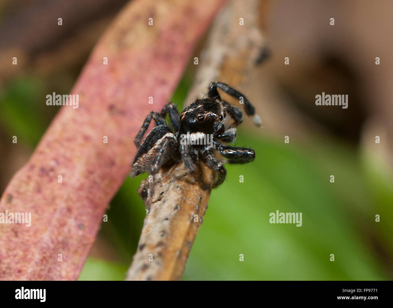 Salticidae sp hi-res stock photography and images - Alamy