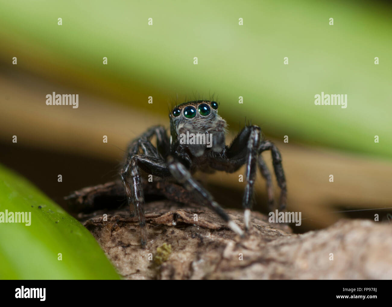 Jumping Spider (Jotus sp.), Salticidae, Pemberton, Western Australia ...