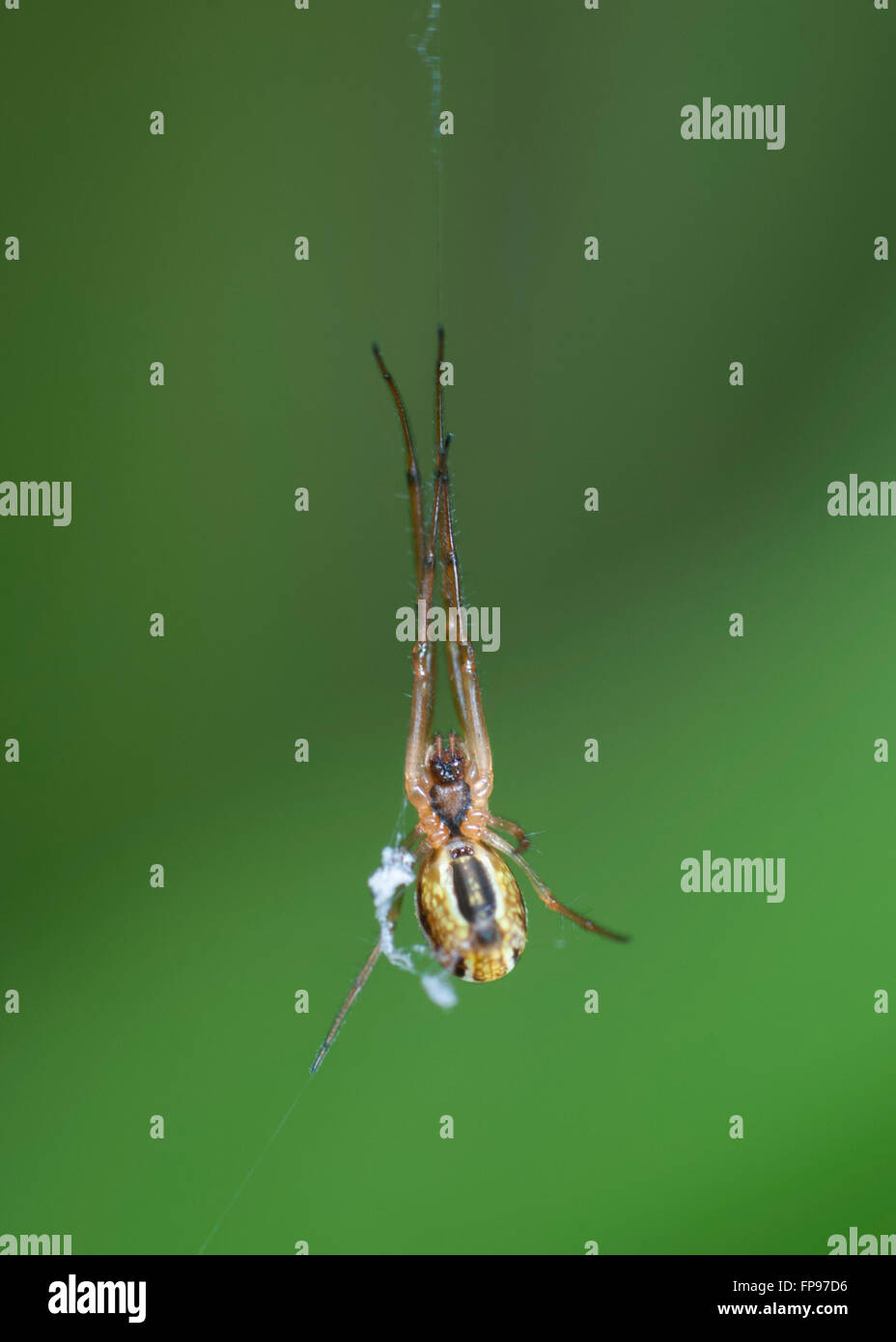 Western Bush Orb-weaver (Plebs cyphoxis formerly Araneus cyphoxis ...