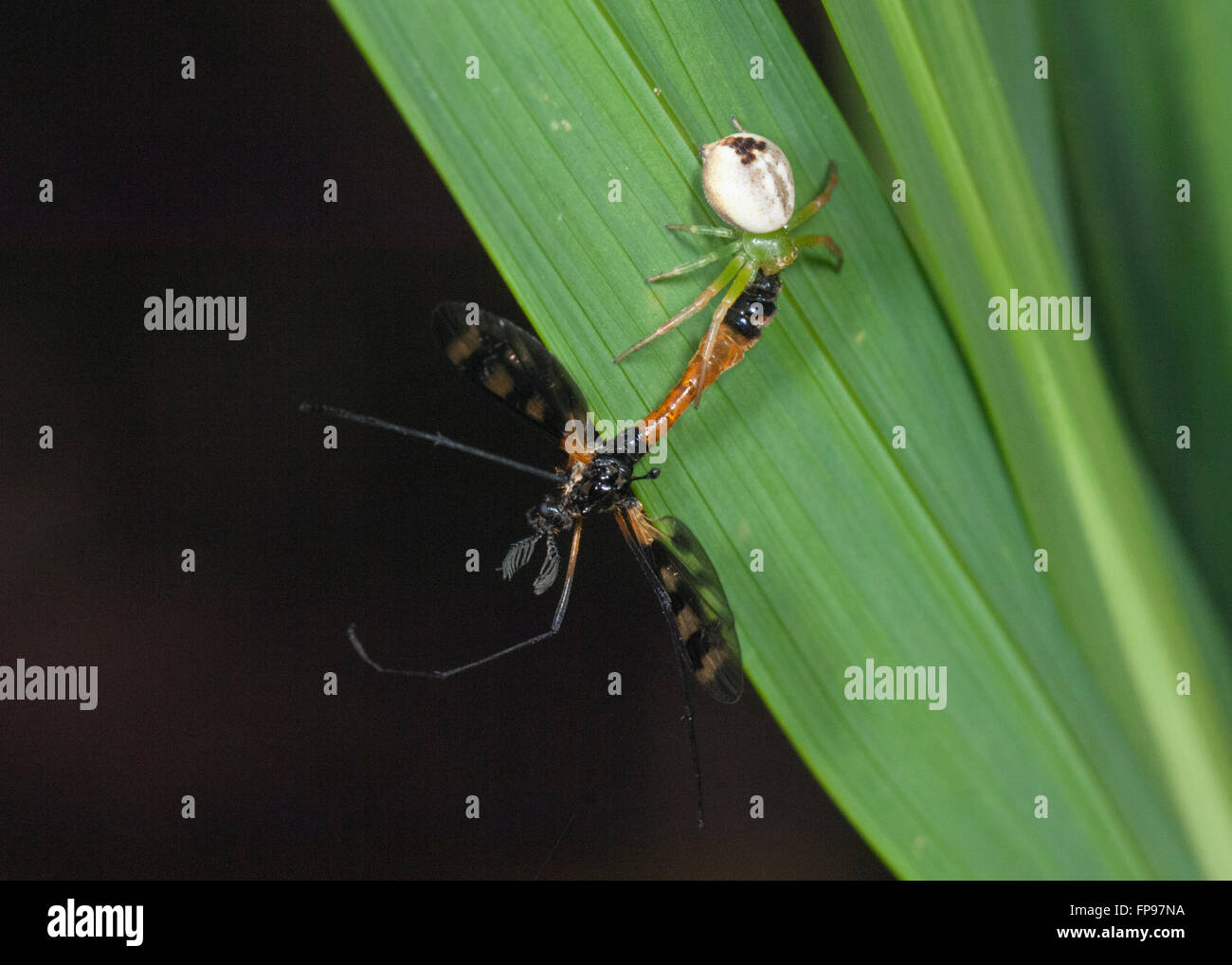 Spider crane hi-res stock photography and images - Alamy