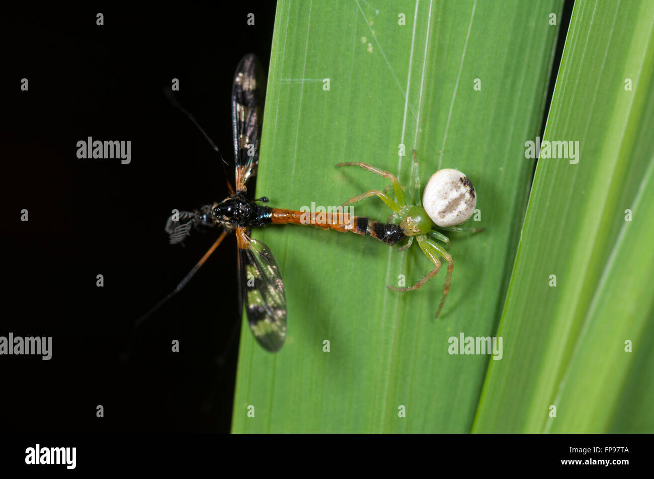 Crab Spider (Lehtinelagia evanida formerly Diaea evanida) with Crane ...