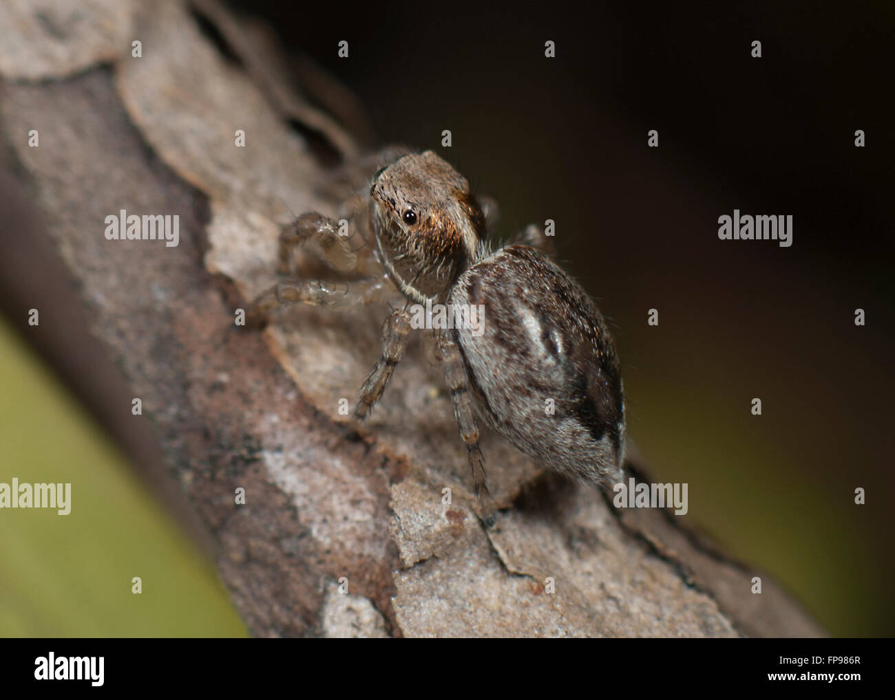 Female Peacock Spider (Maratus pavonis), Western Australia, Australia ...