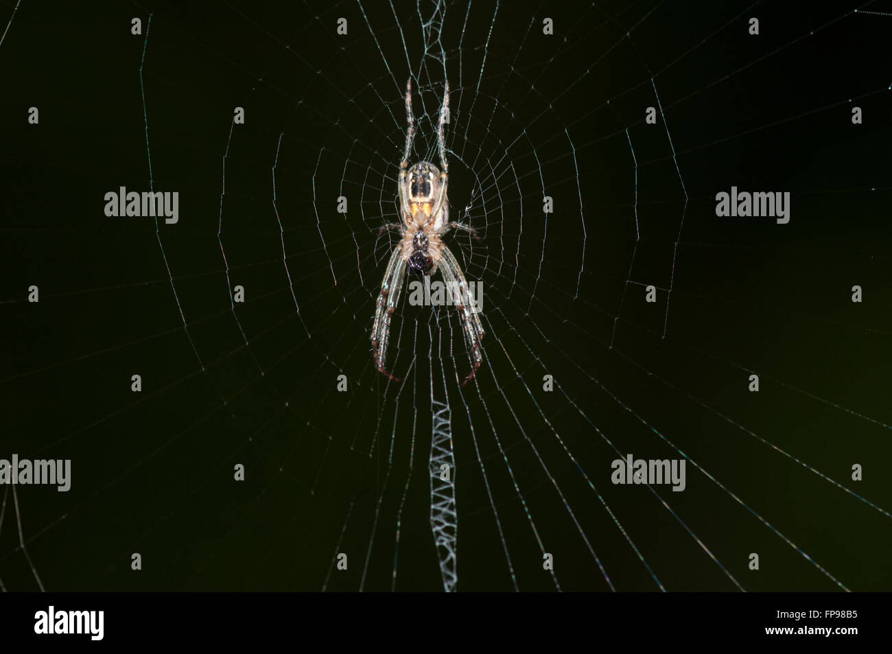 Underside of Western Bush Orb-weaver (Plebs cyphoxis formerly Araneus ...