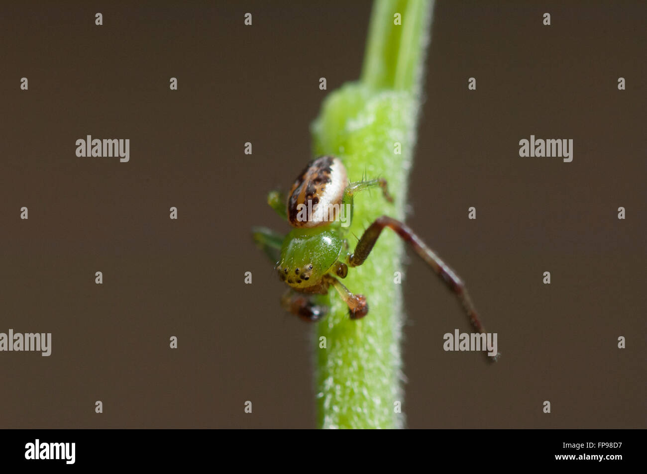 Orb-weaving Spider (Araneus sp.), Western Australia, Australia Stock ...
