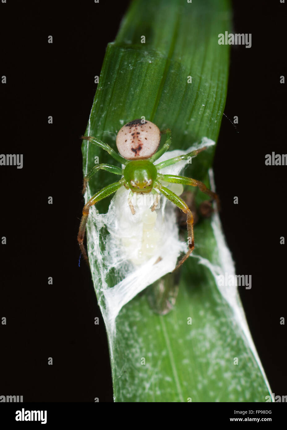 Crab Spider (Lehtinelagia evanida formerly Diaea evanida) with Eggs and ...