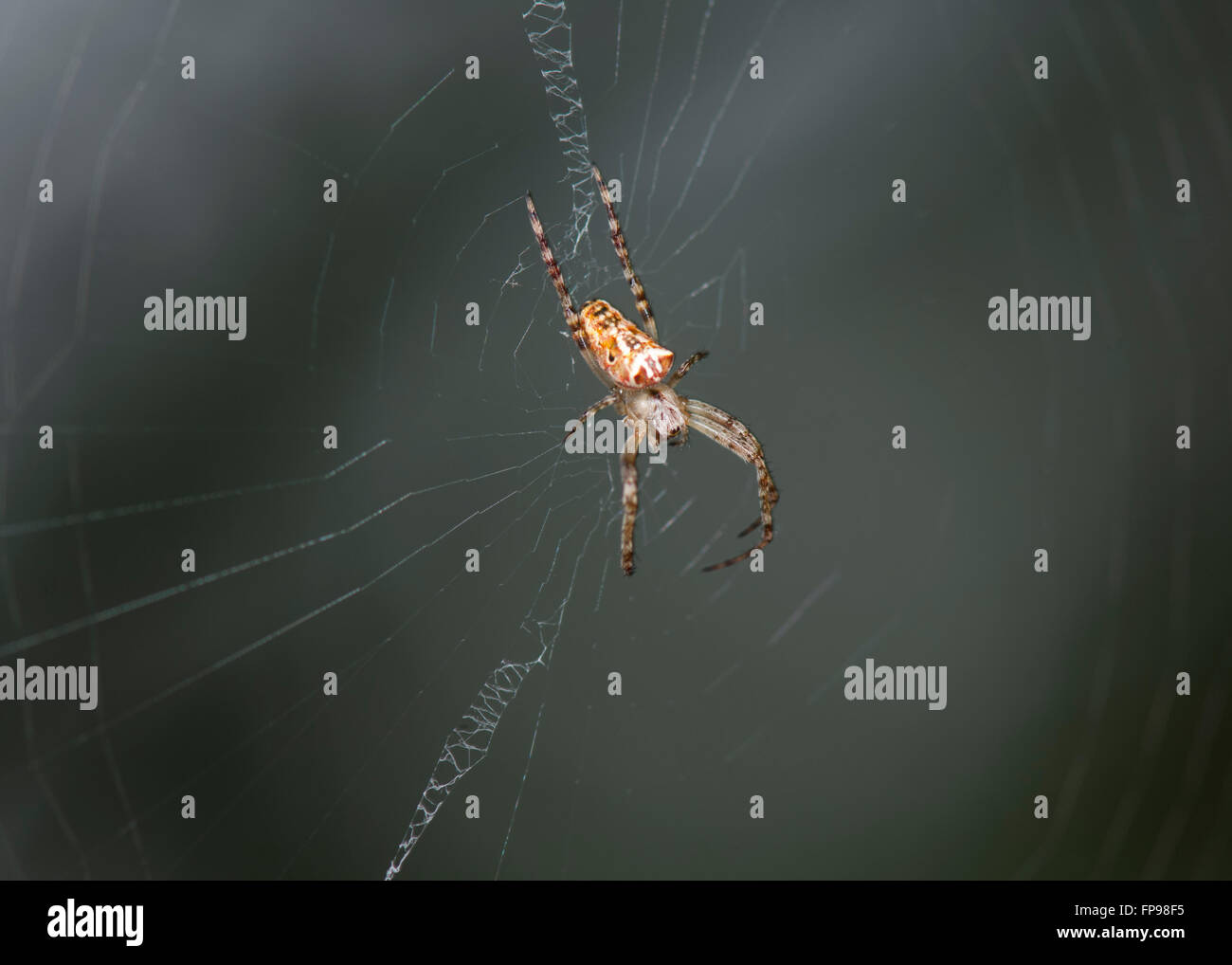 Western Bush Orb-weaver (Plebs cyphoxis formerly Araneus cyphoxis ...