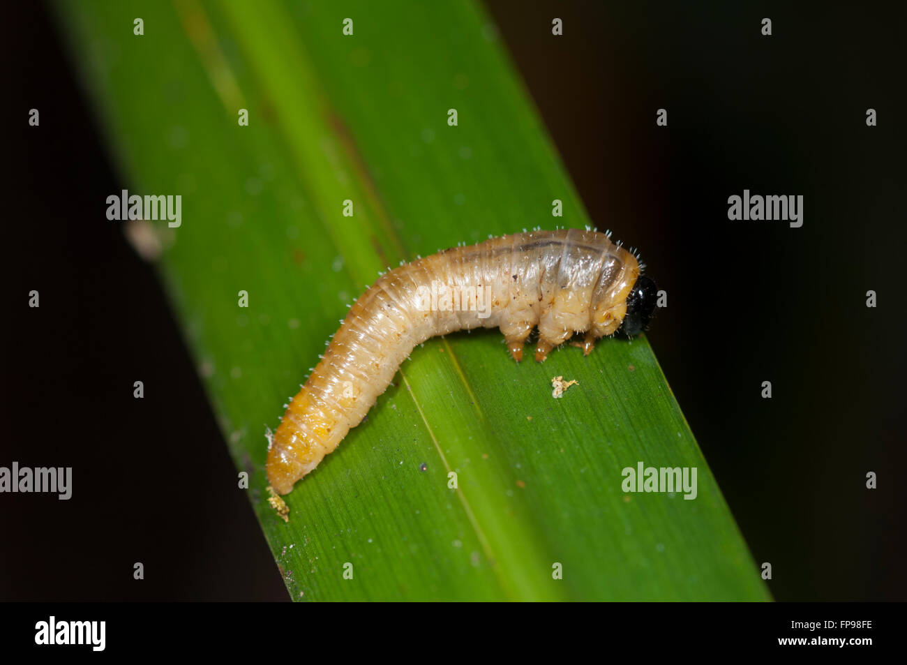 Sawfly larva hi-res stock photography and images - Alamy