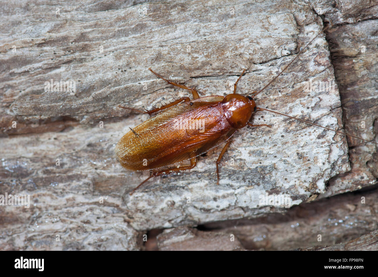 Cockroach Insects High Resolution Stock Photography and Images - Alamy
