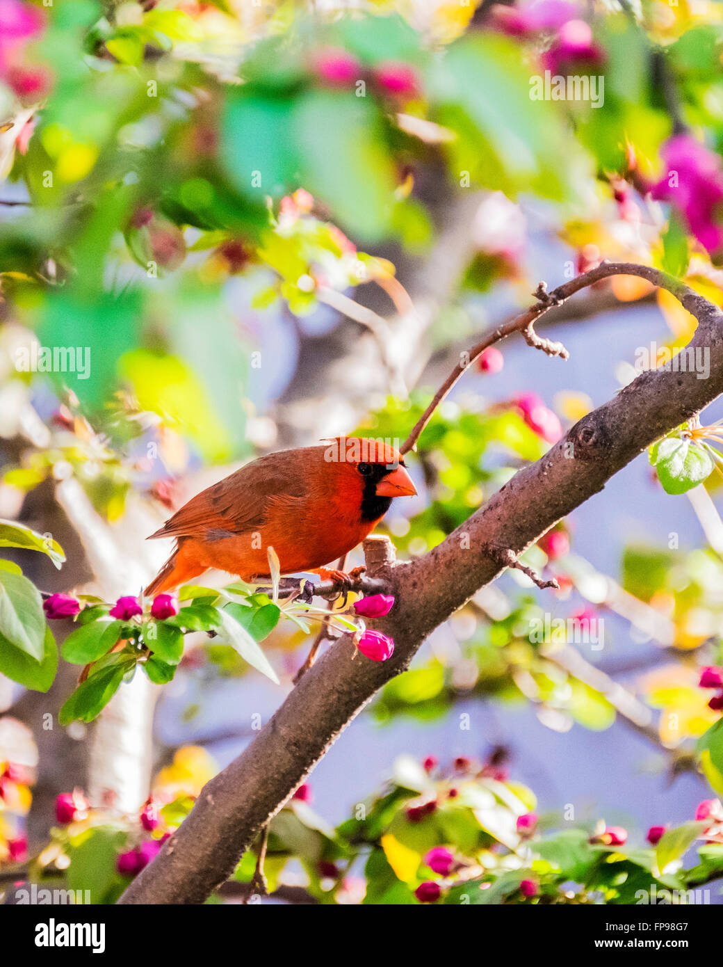 Northern cardinal in blossoms hi-res stock photography and images - Alamy
