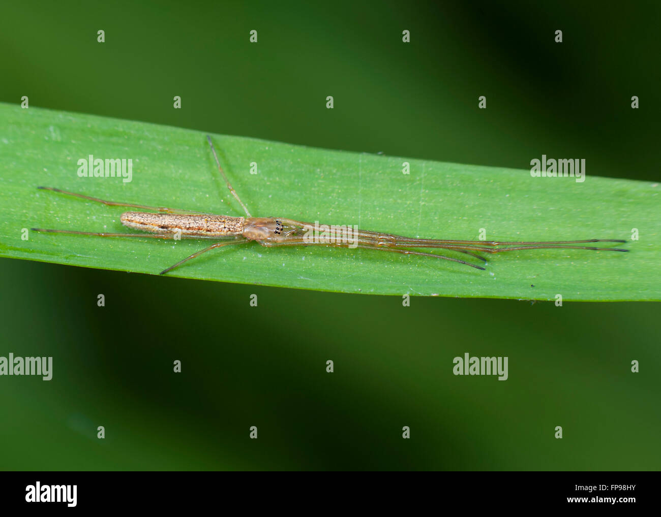 Long Jawed Spider (Tetragnatha sp), Western Australia, Australia Stock ...