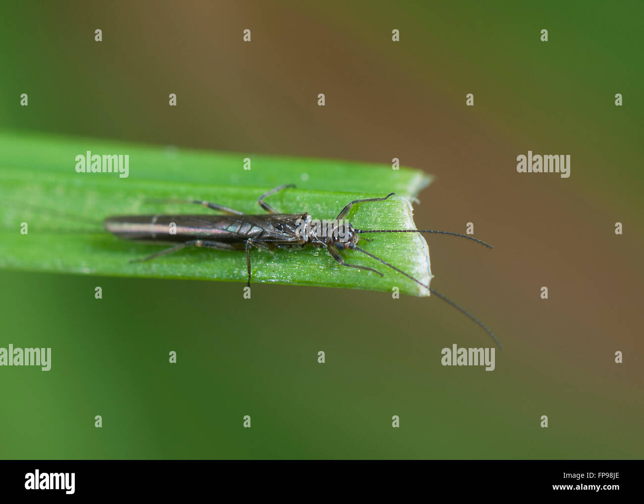 Plecoptera hi-res stock photography and images - Alamy