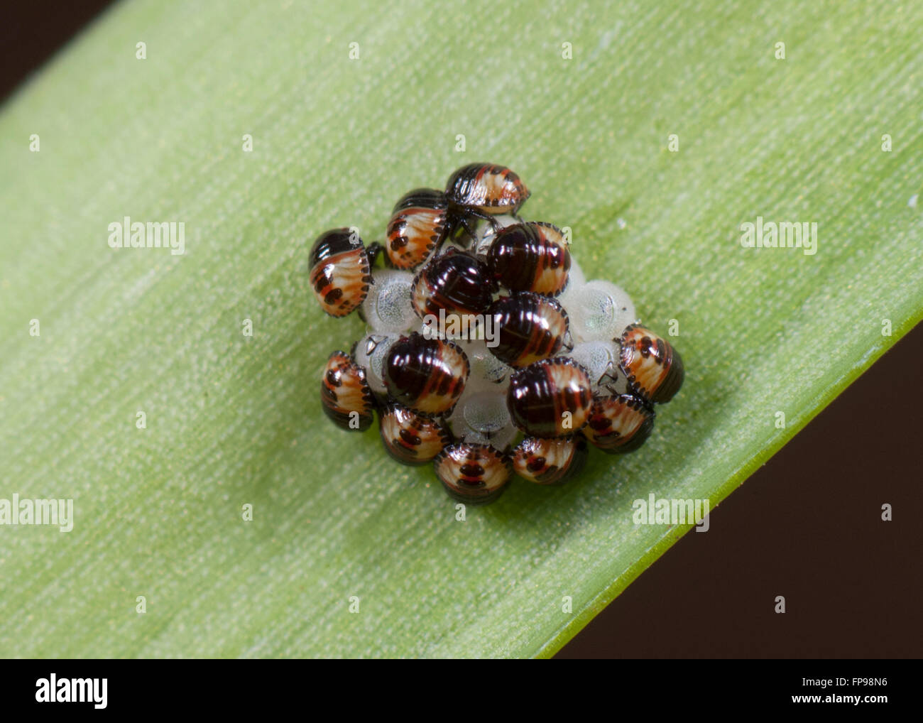Australian stink bugs hi-res stock photography and images - Alamy
