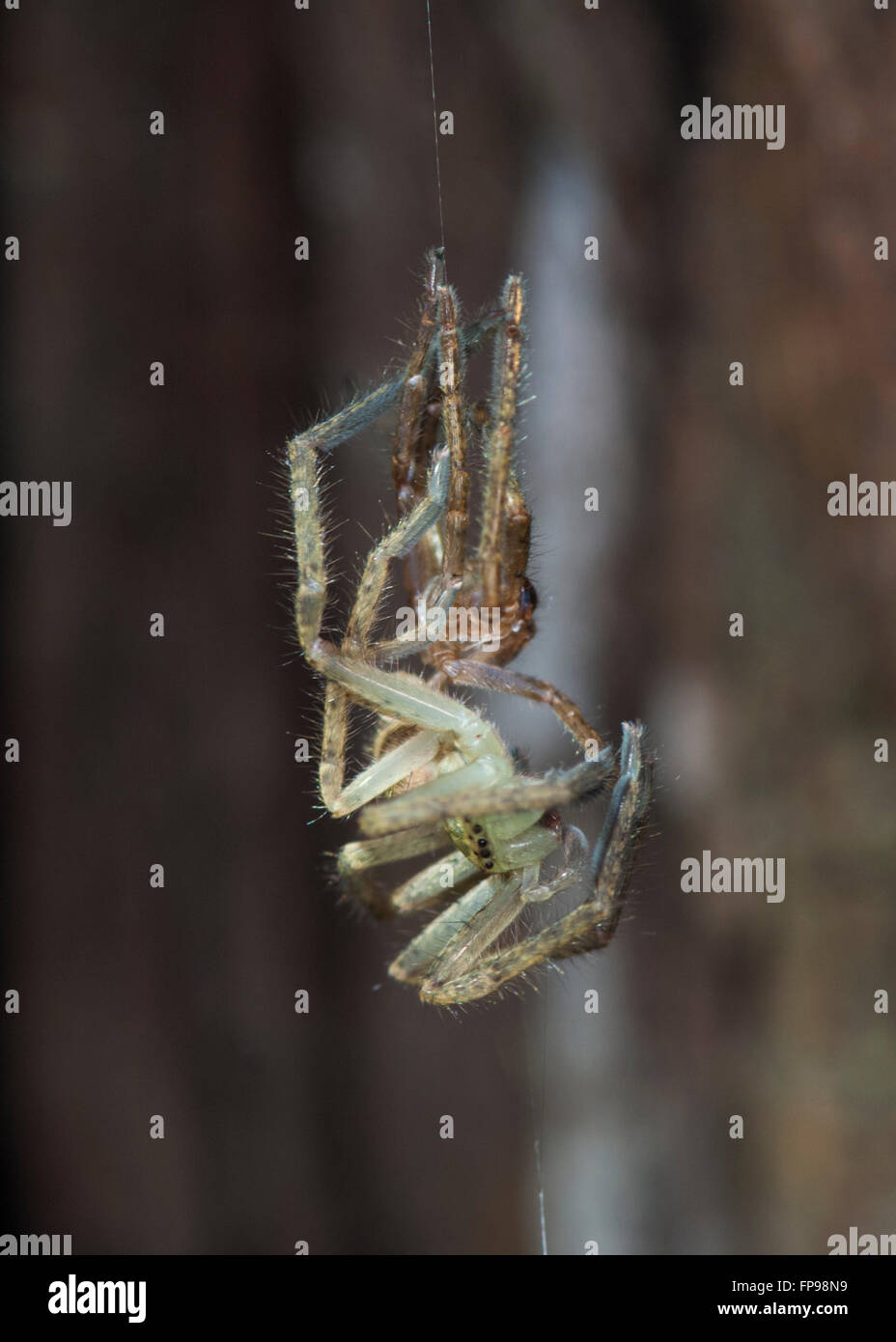 Spider Moulting, Western Australia, Australia Stock Photo - Alamy