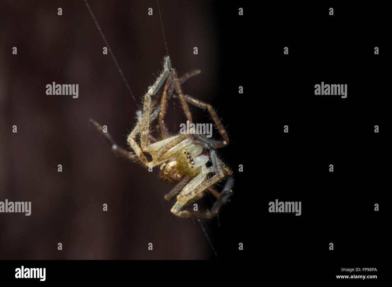 Skin moulting hi-res stock photography and images - Alamy