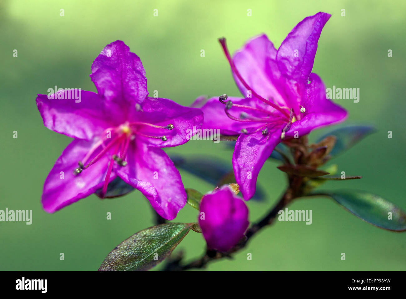 Rhododendron dauricum flower Stock Photo - Alamy