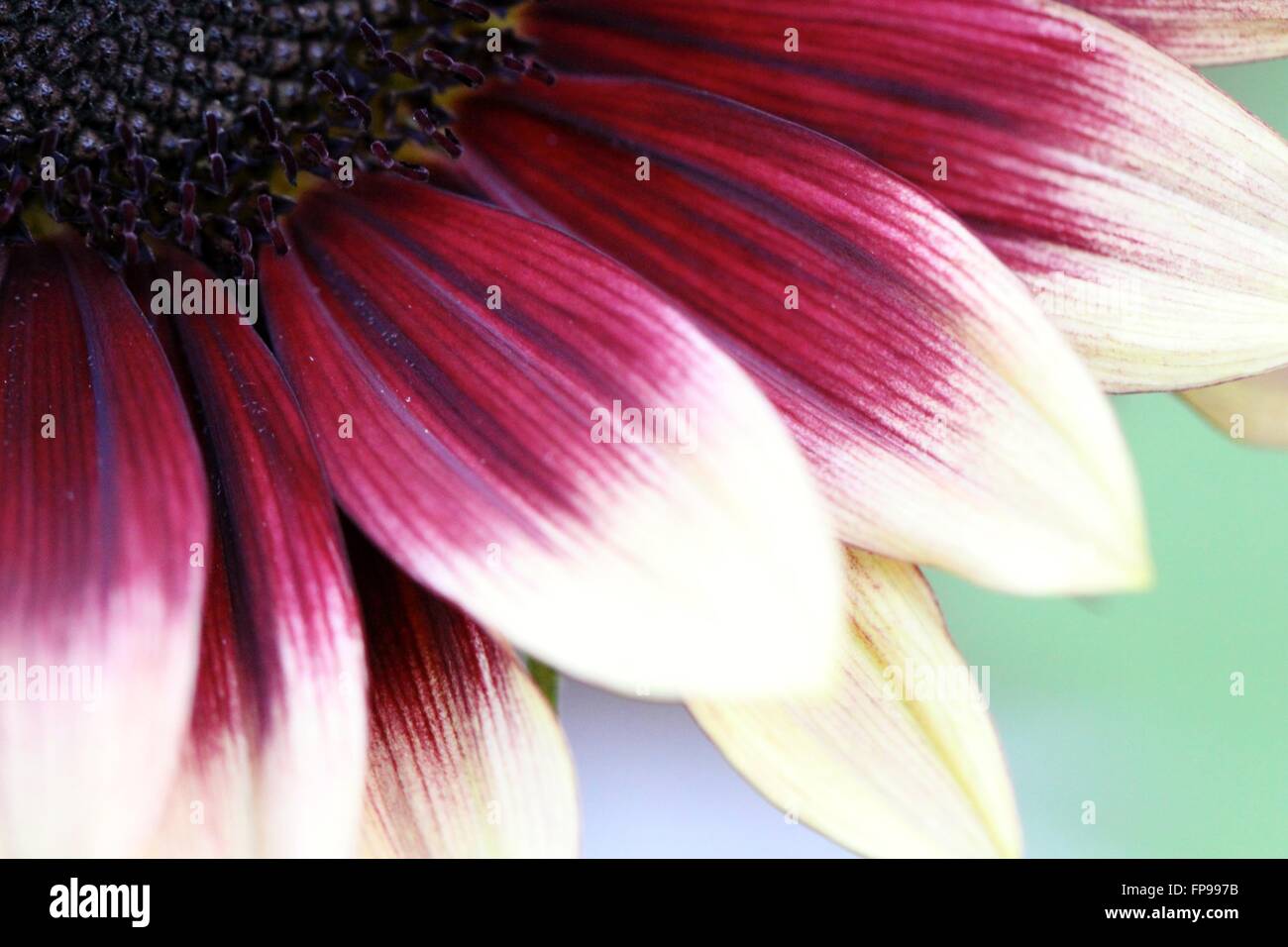 Lucy flower hi-res stock photography and images - Alamy