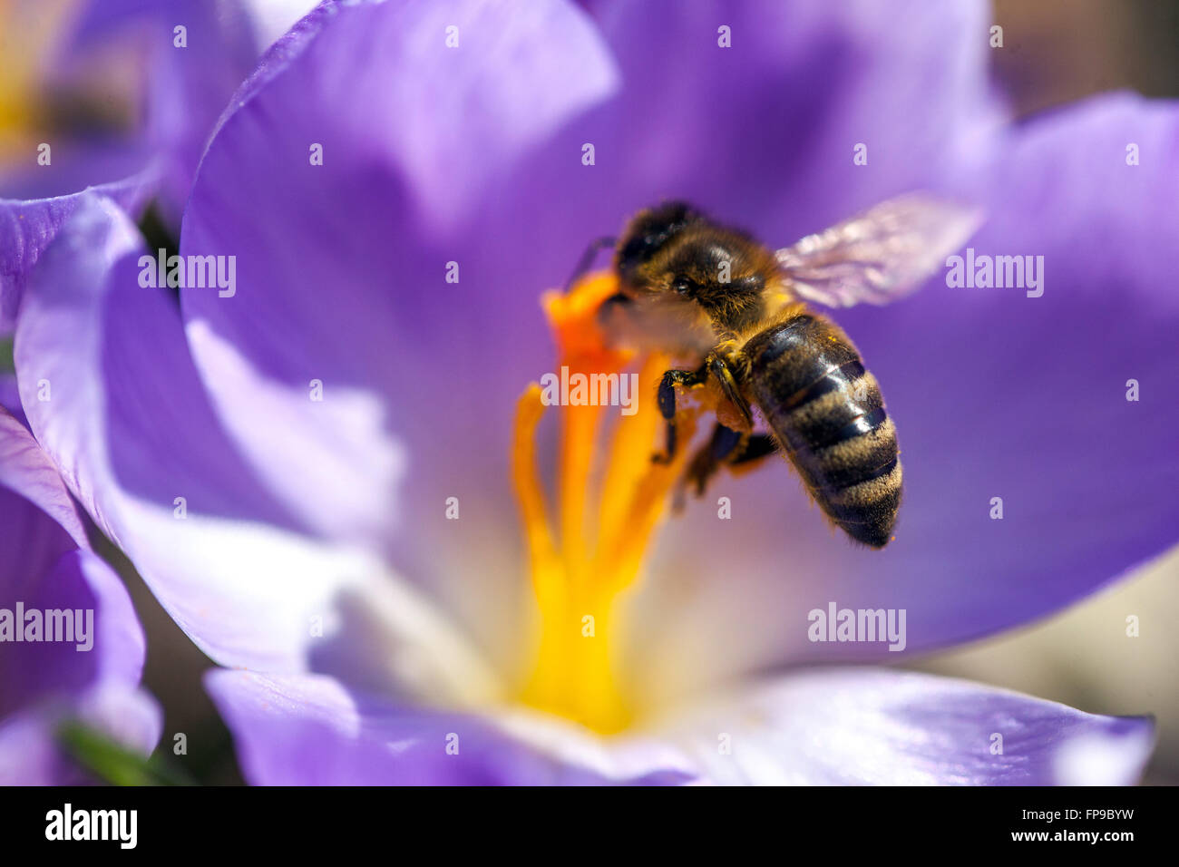 Closeup bee pollen hi-res stock photography and images - Alamy