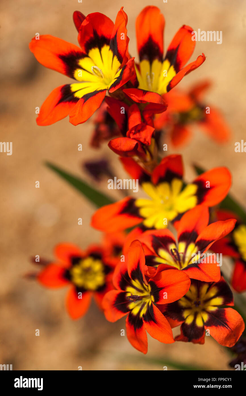 Red sparaxis hi-res stock photography and images - Alamy