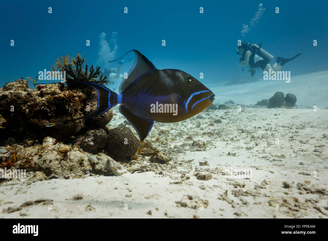 close up Sargassum Triggerfish, xanthichthys ringens, swimming on coral ...