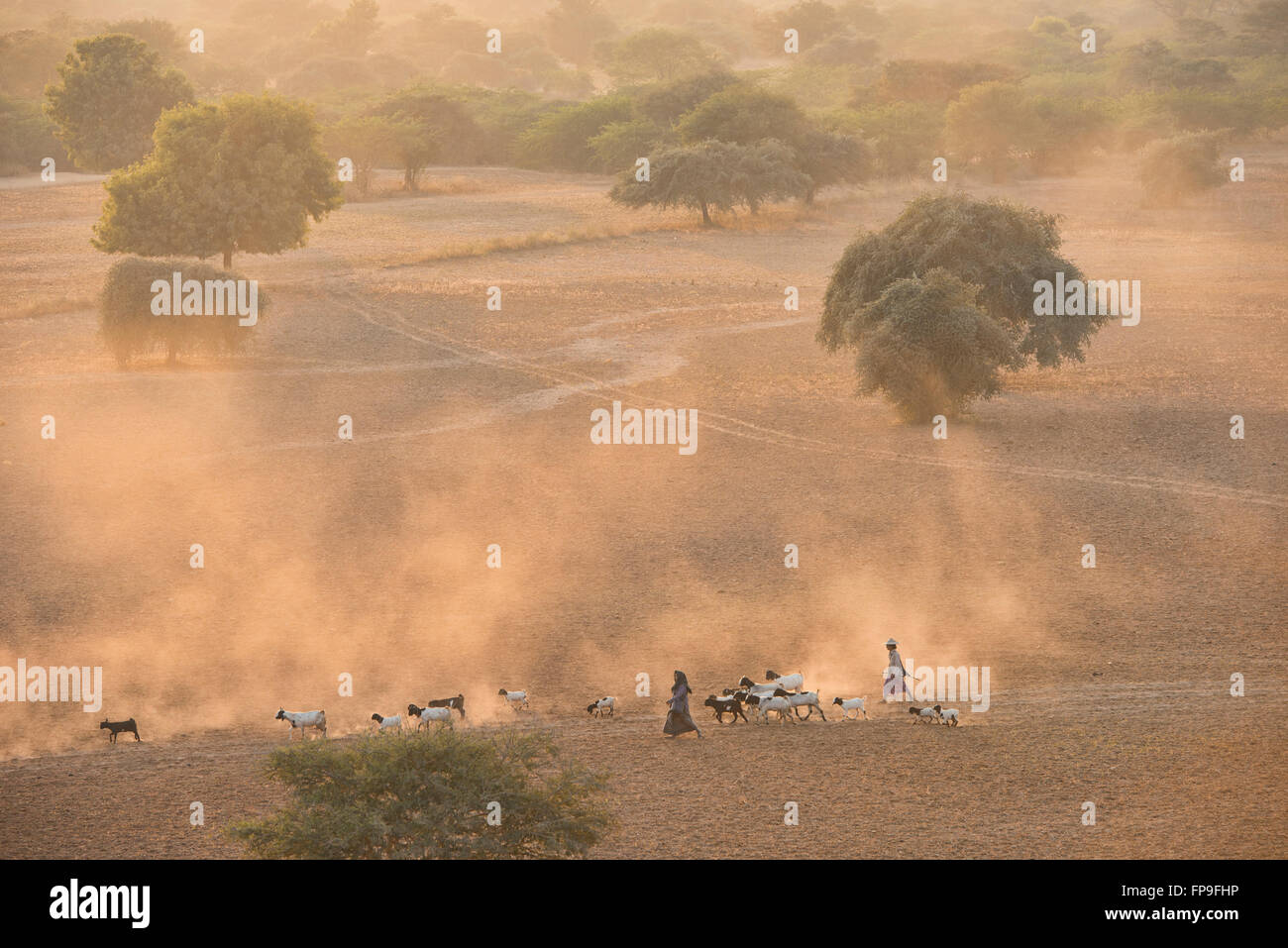 Cow dust hi-res stock photography and images - Alamy