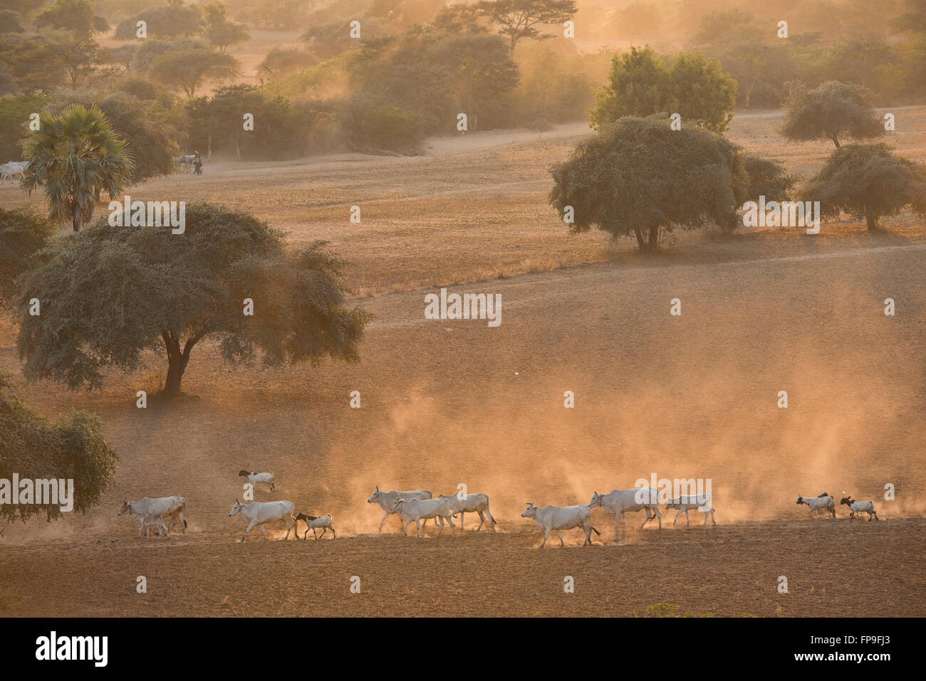 Cow dust hi-res stock photography and images - Alamy