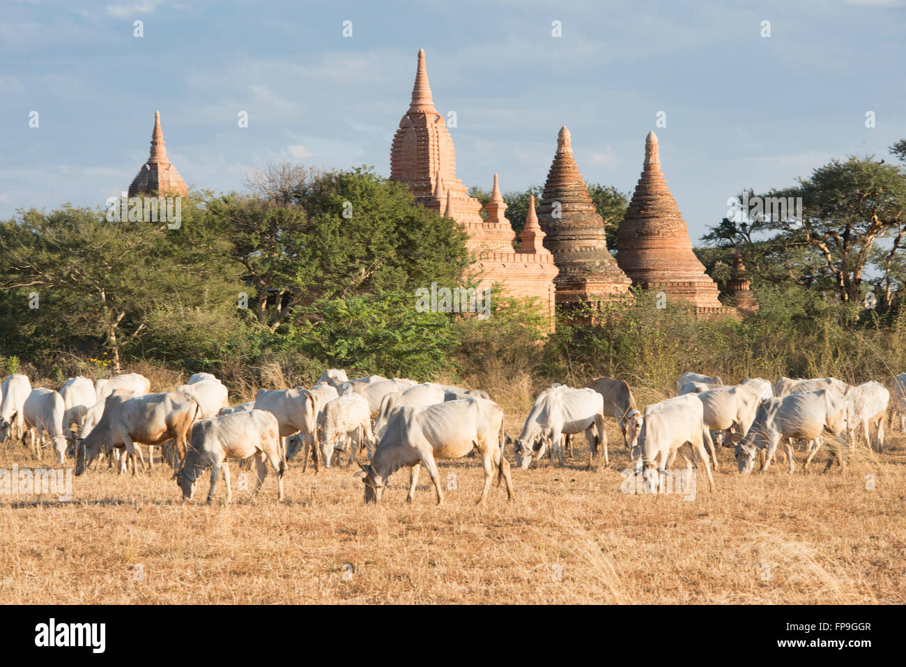 Cattle grazing at the temples in bagan hi-res stock photography and ...