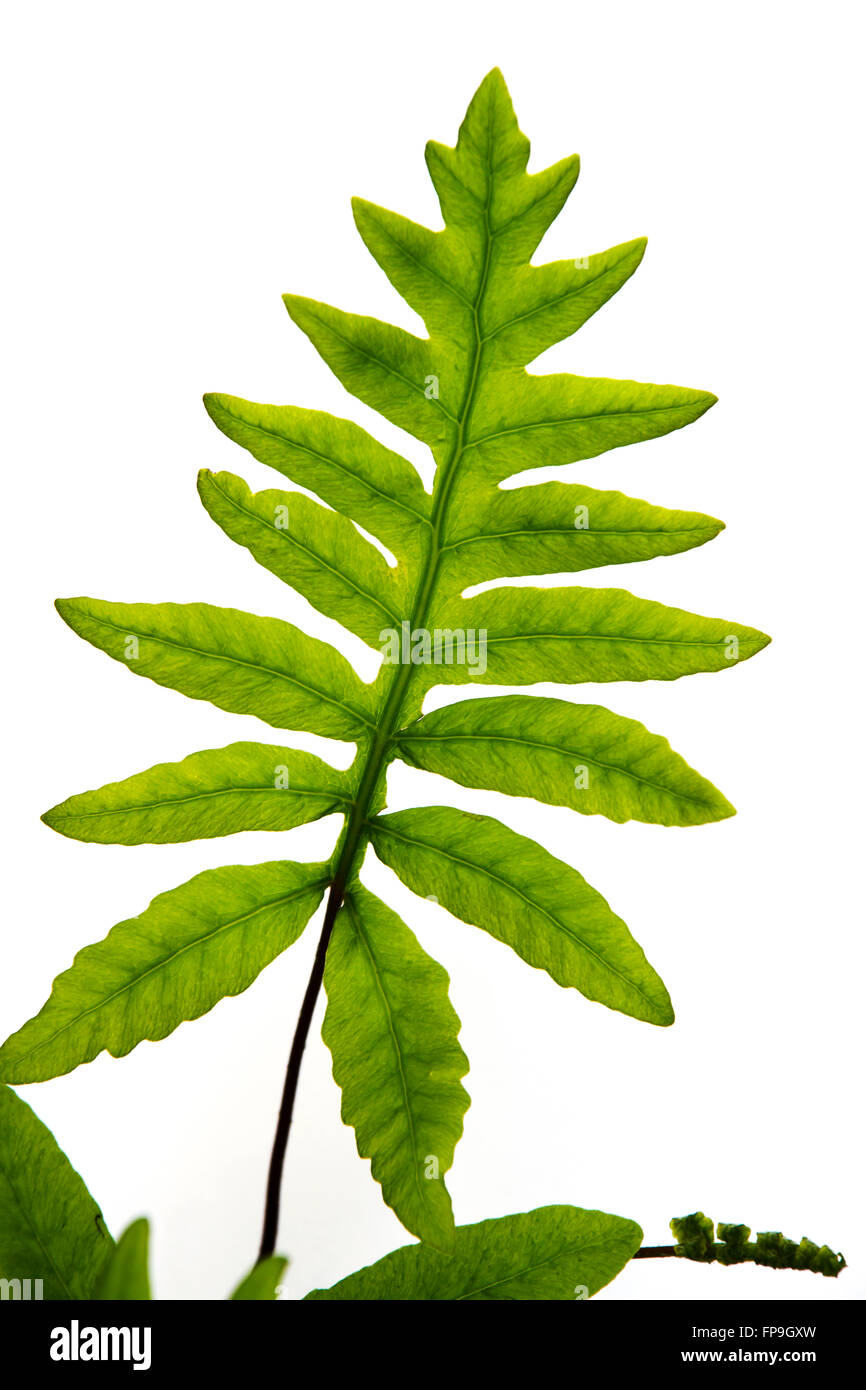 Texture fern fern fern fern hi-res stock photography and images - Alamy
