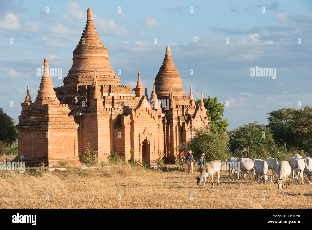 Cattle grazing at the temples in Bagan, Myanmar Stock Photo - Alamy