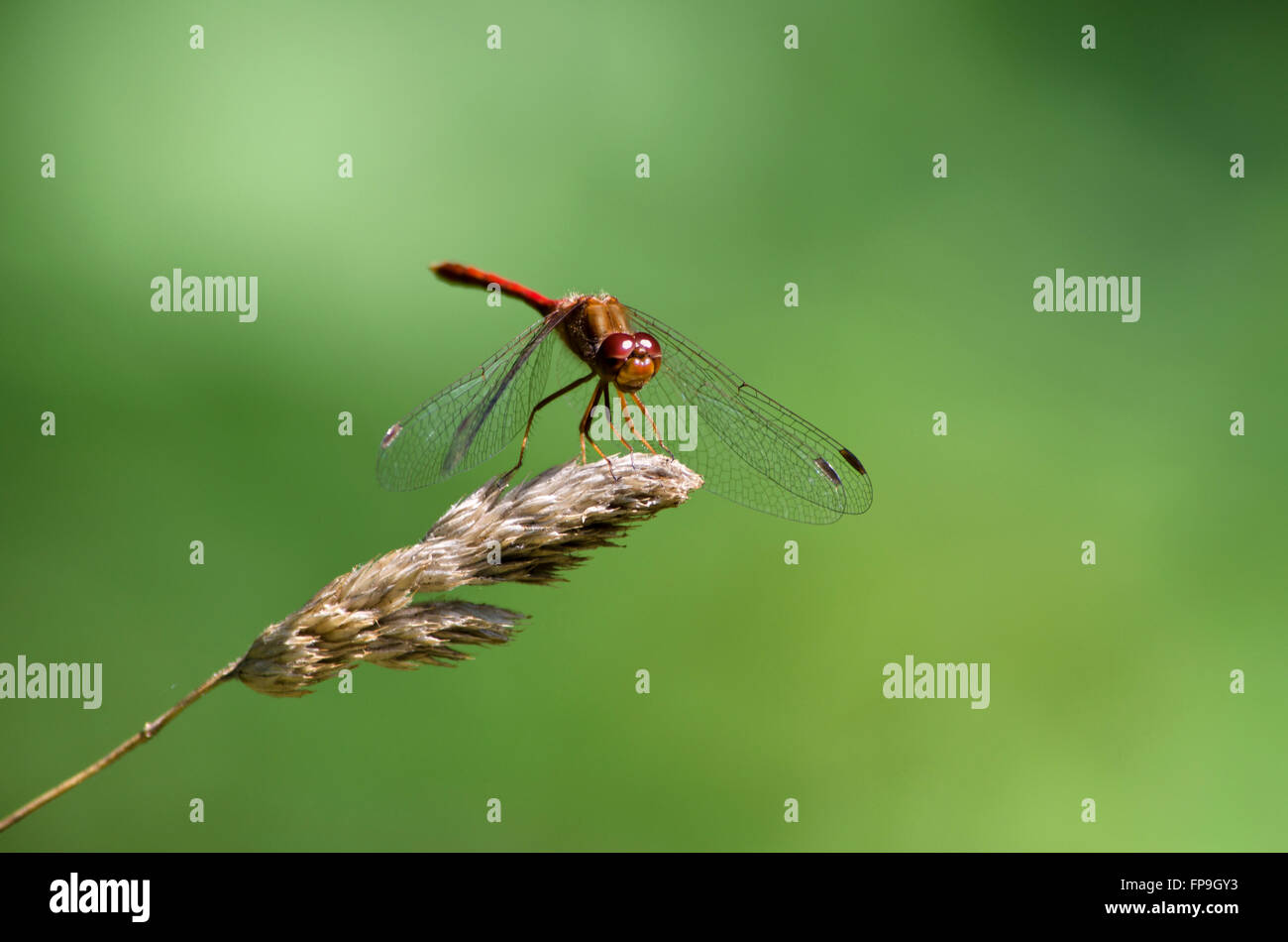 Dragonfly High Resolution Stock Photography and Images - Alamy
